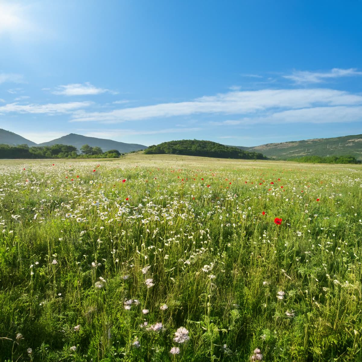 Our Latest Brochures - Halliday Funeral Supplies