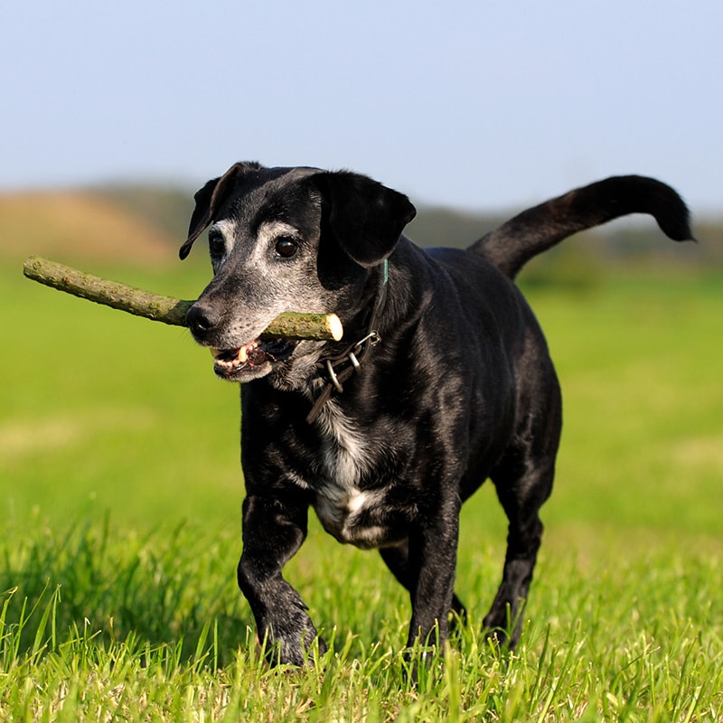 121 Dog Training Sessions - A Passion Fur Pets