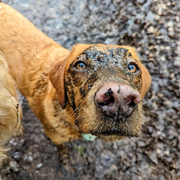 Dog Walking in Mold and Surrounding Areas - A Passion Fur Pets